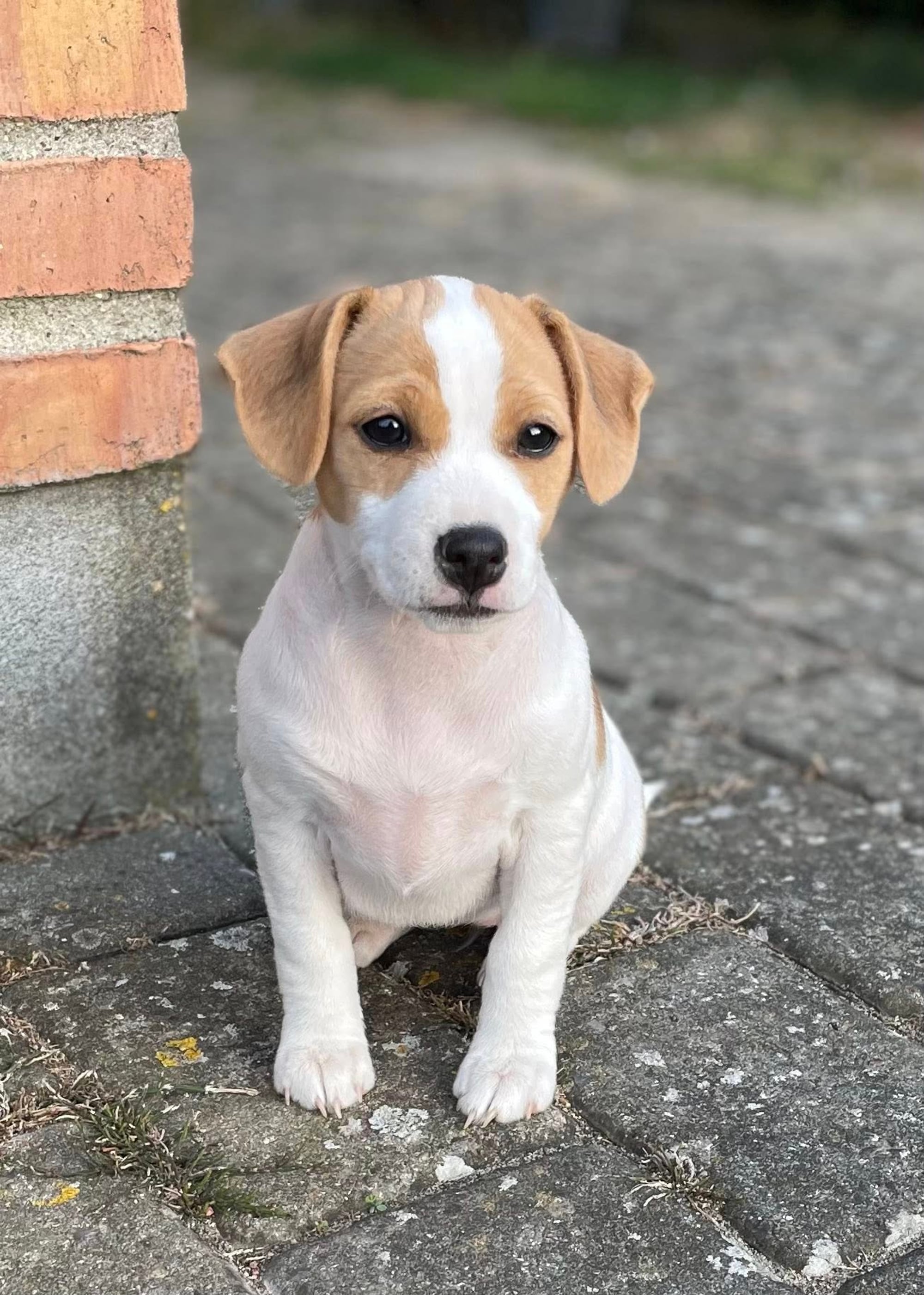 VORES HUNDE